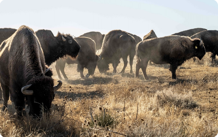 Partnerships – The New Mexico Bison Restoration Network