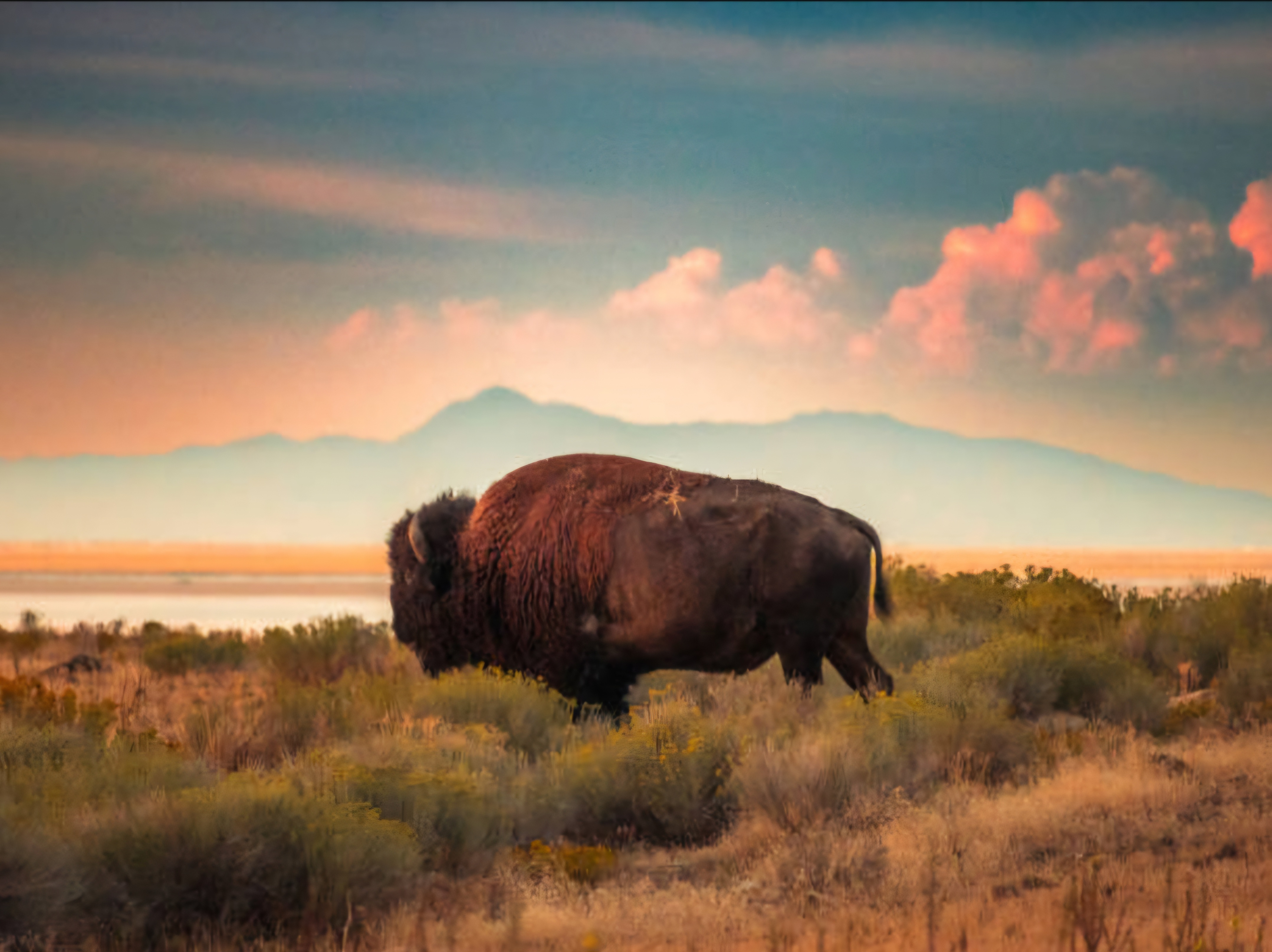 Research – The New Mexico Bison Restoration Network