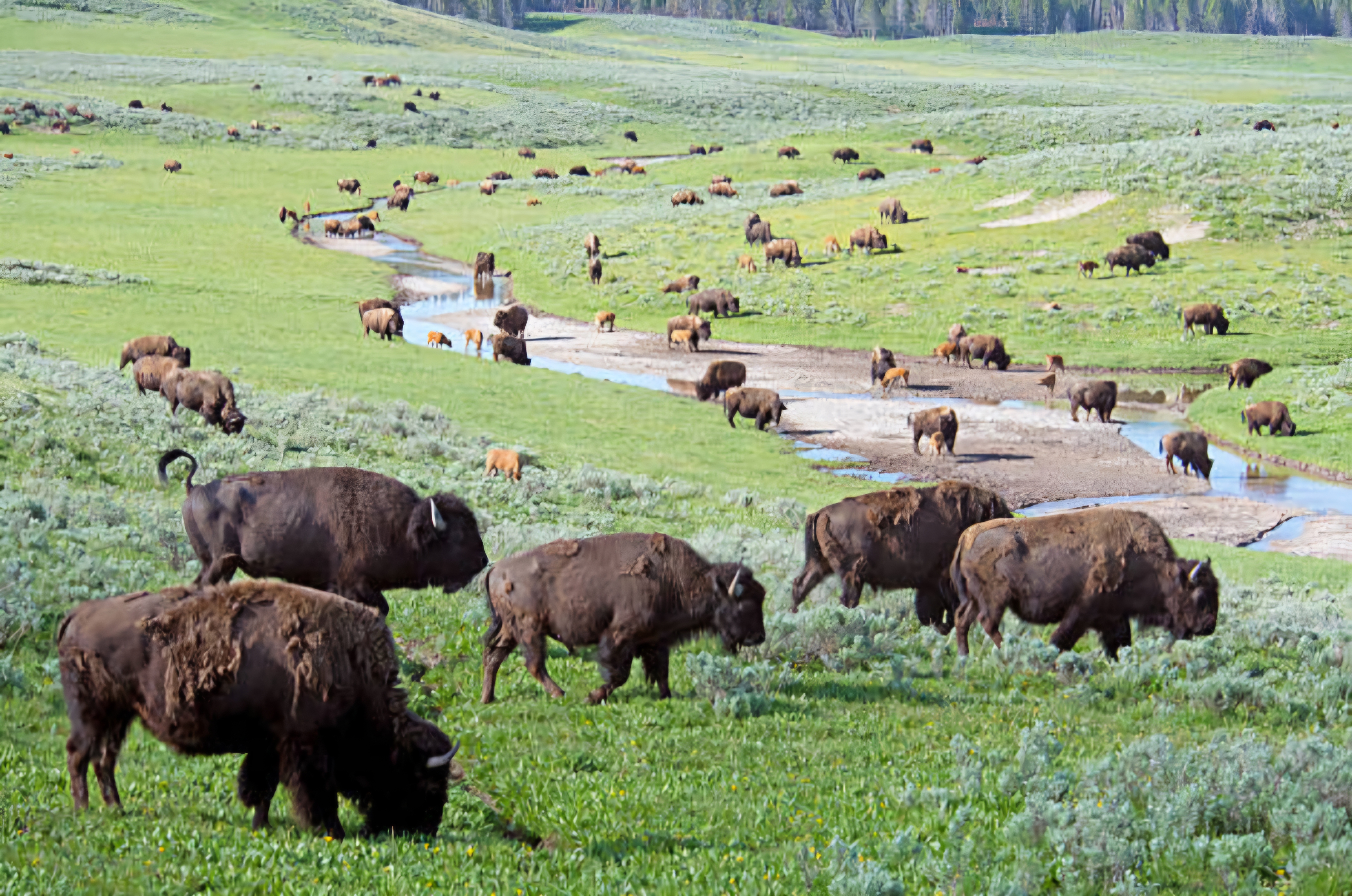 Research – The New Mexico Bison Restoration Network